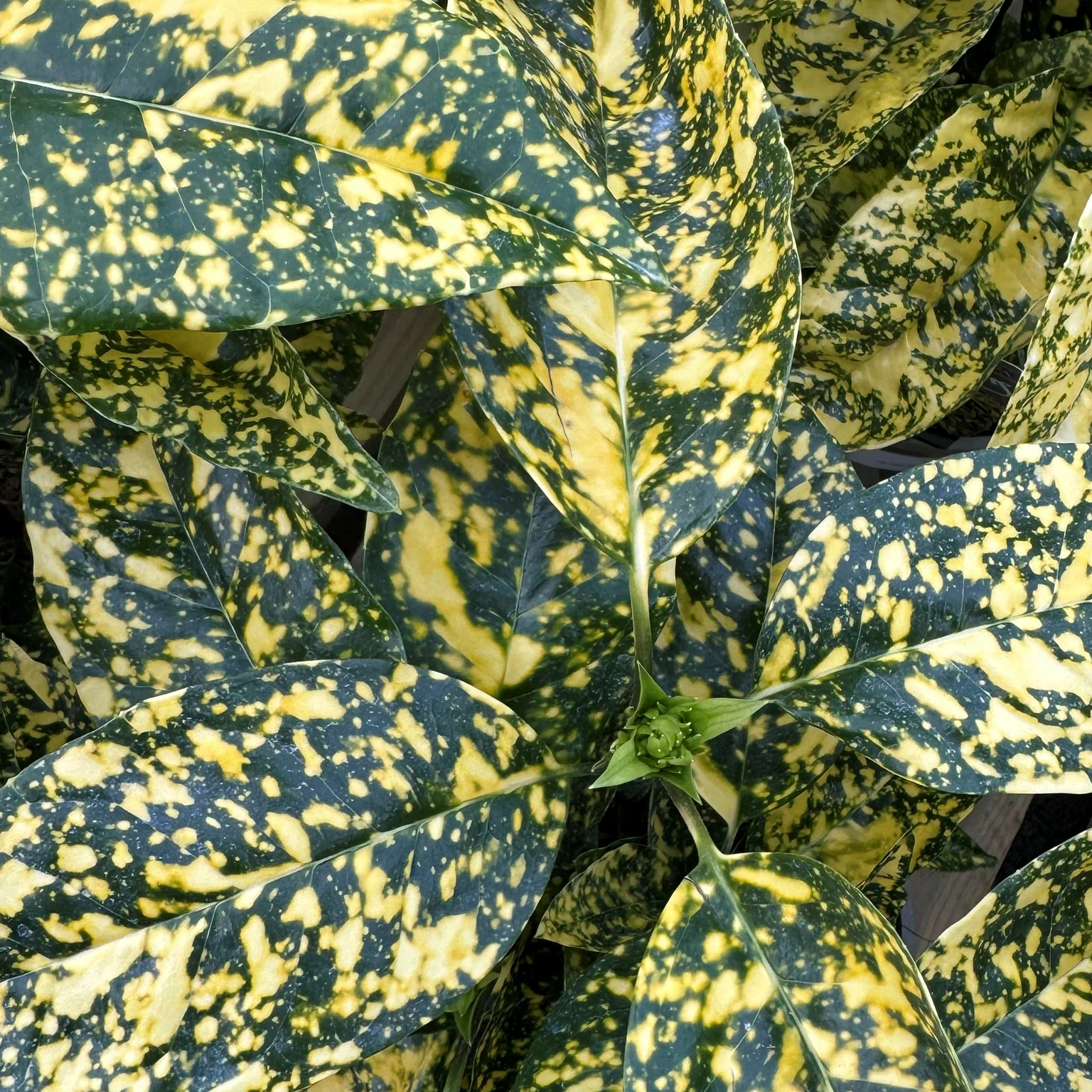 Aucuba japonica 'Marmorata' - Cowell's Garden Centre | Woolsington