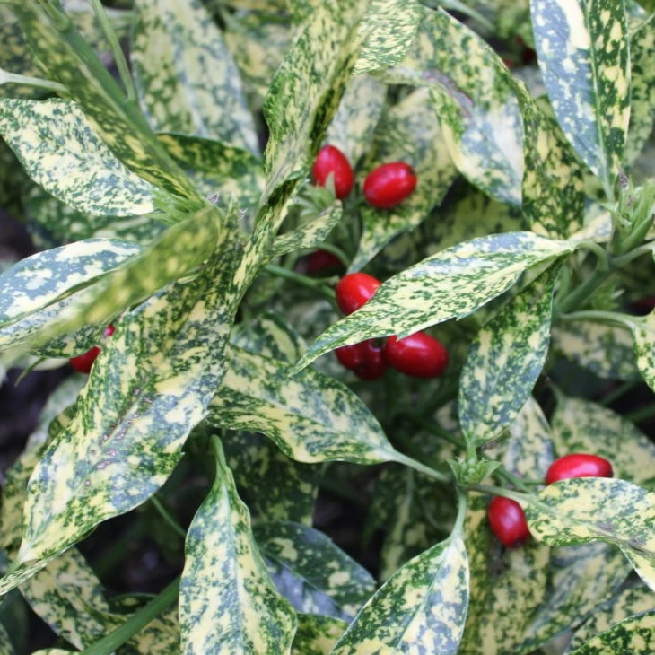 Aucuba japonica 'Variegata' 2L - Cowell's Garden Centre | Woolsington