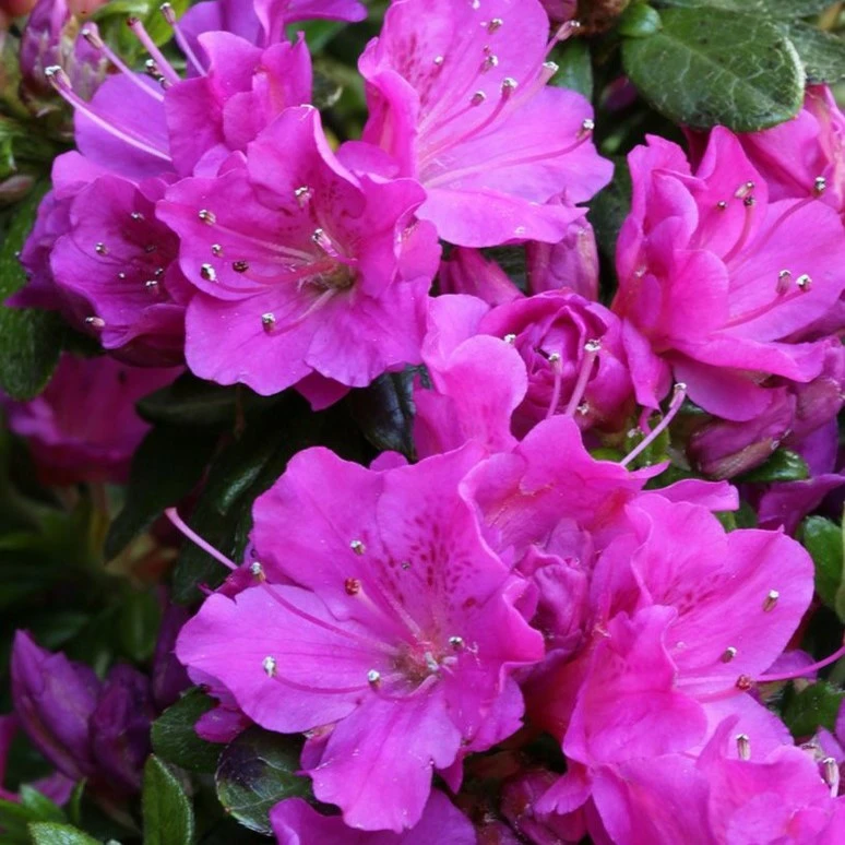 Rhododendron obtusum 'Geisha Lilac' 2.3L - Cowell's Garden Centre ...