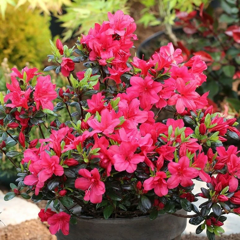 Rhododendron obtusum 'Maruschka' 4.6L - Cowell's Garden Centre ...