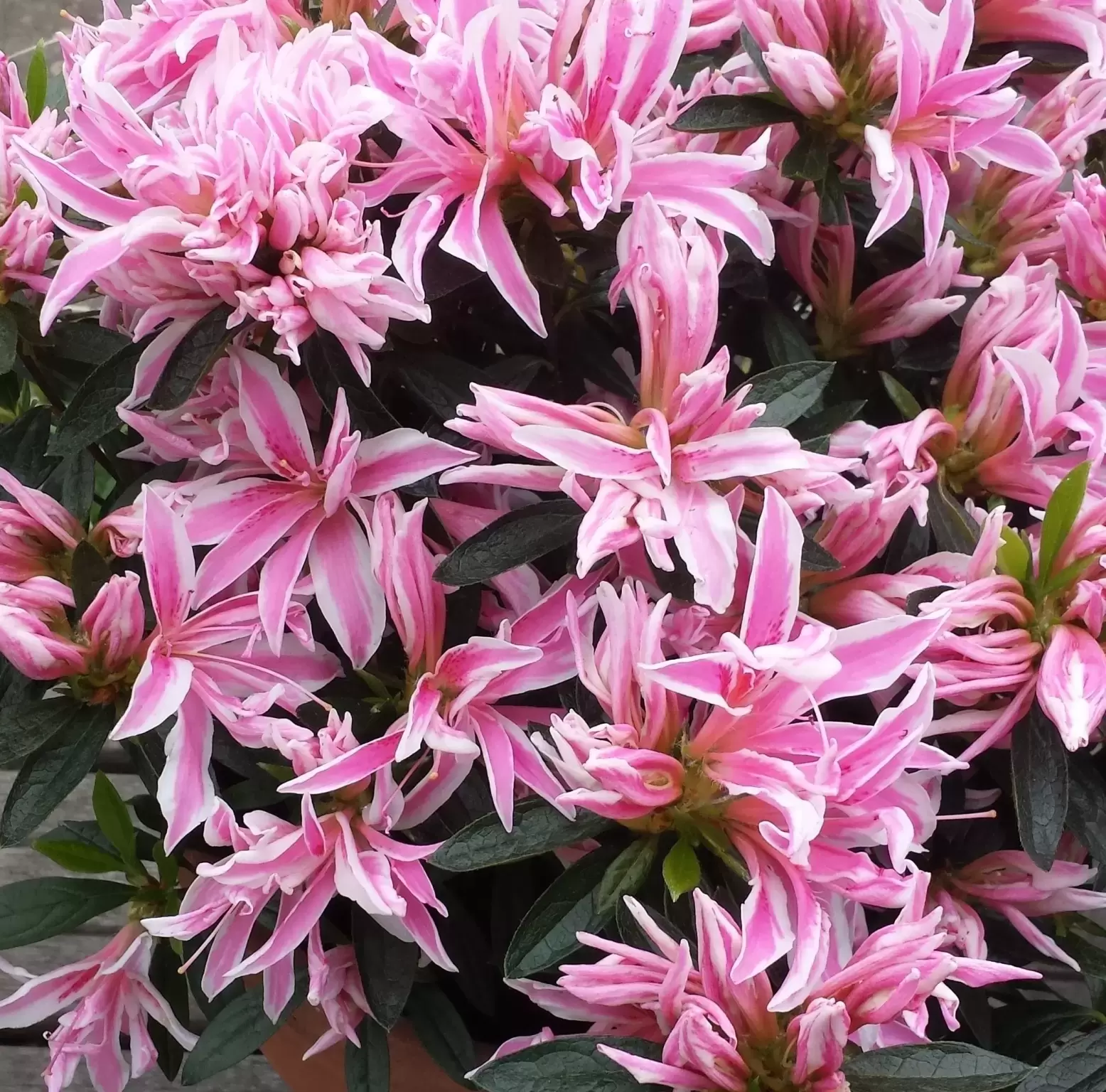 Azalea japonica 'Pink Spider' 2L - Cowell's Garden Centre | Woolsington
