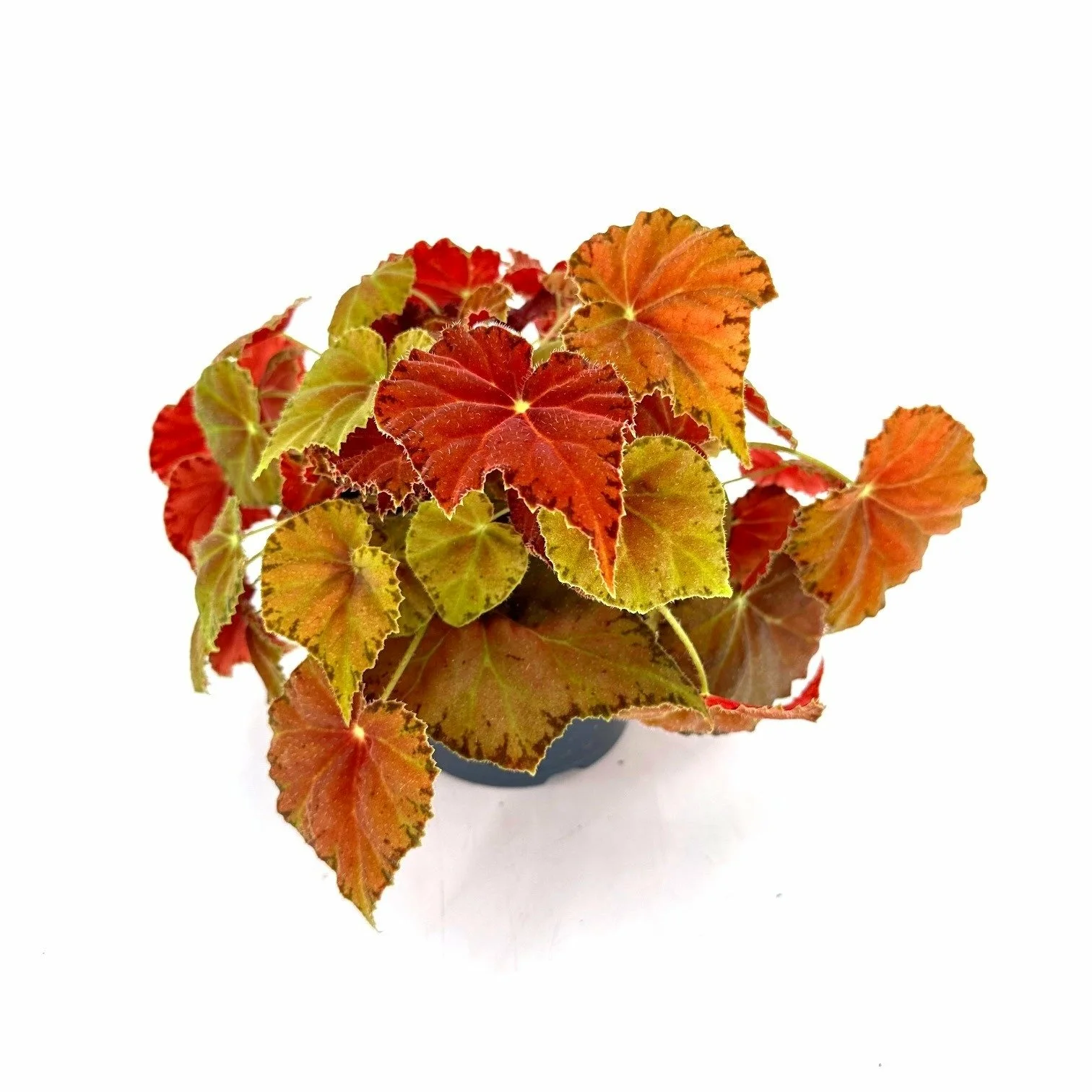 Begonia rex 'Amber Love' - Cowell's Garden Centre | Woolsington