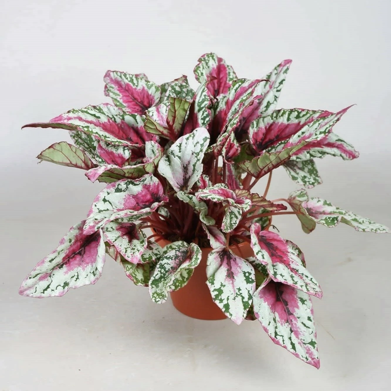 Begonia rex Beleaf 'Maori Sunset' - Cowell's Garden Centre | Woolsington
