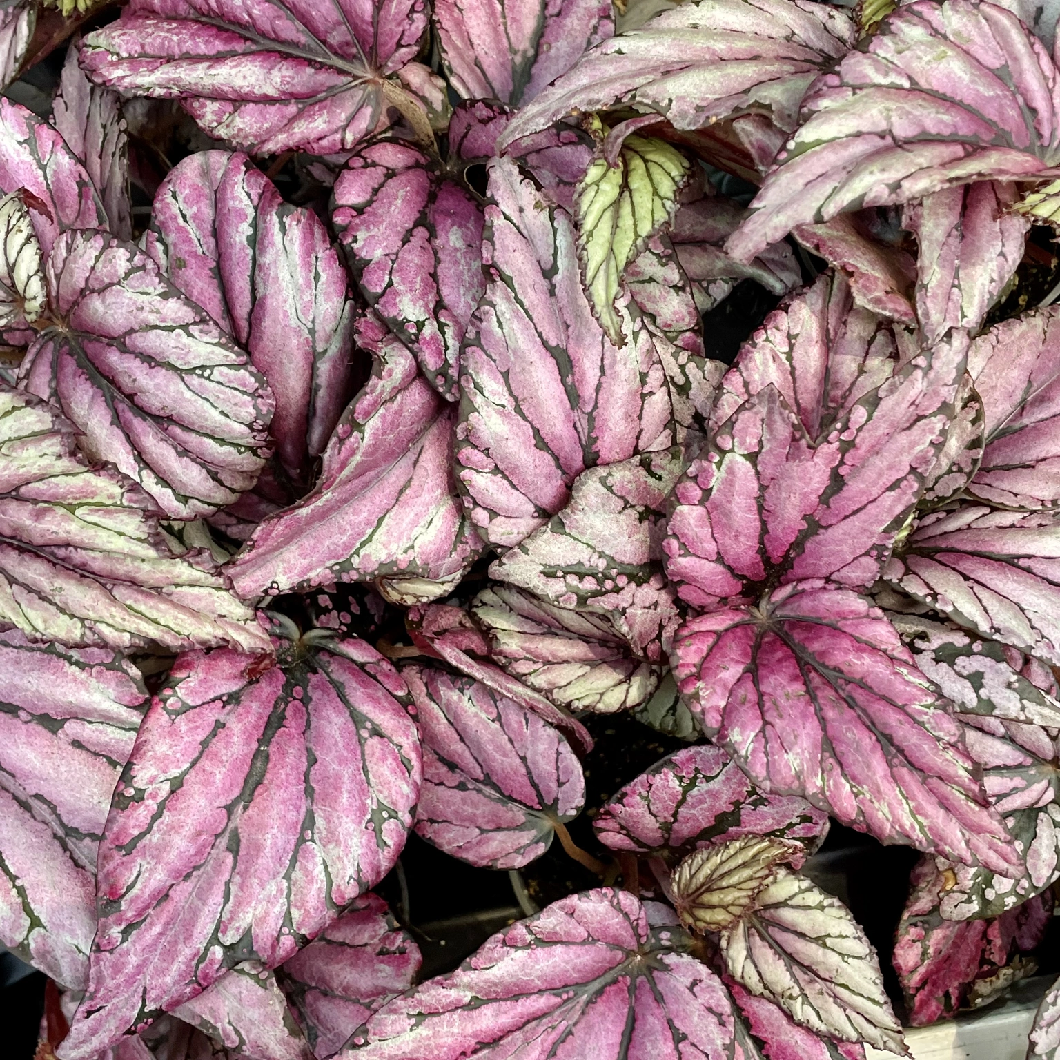 Begonia rex 'Hugh McLauchlan' 6cm - Cowell's Garden Centre | Woolsington