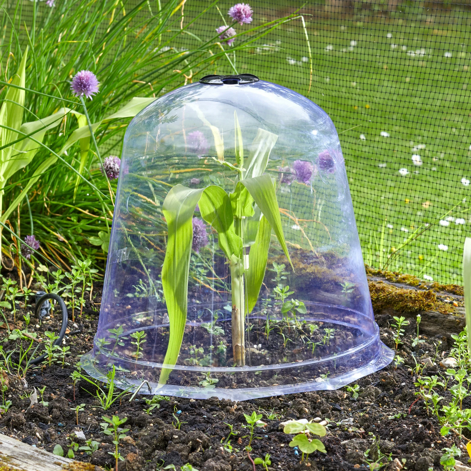 Bell Cloche Set - Jumbo - Cowell's Garden Centre | Woolsington
