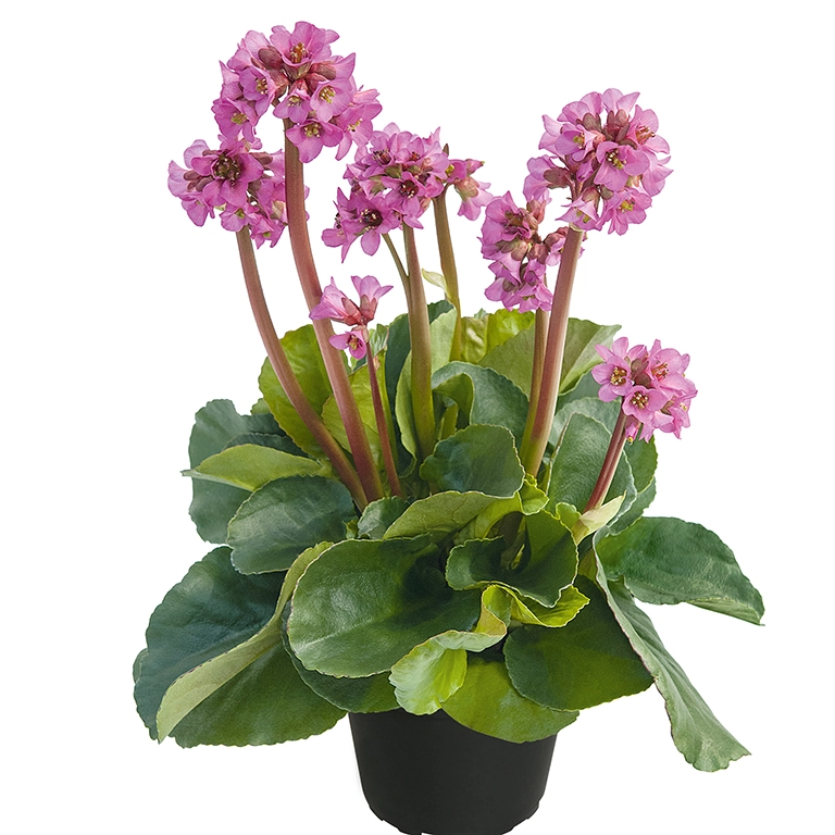 Bergenia 'Night Crystal' - Cowell's Garden Centre | Woolsington