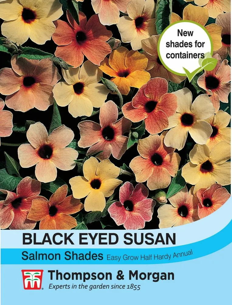 Black Eyed Susan Salmon Shades Seeds - Cowell's Garden Centre | Woolsington