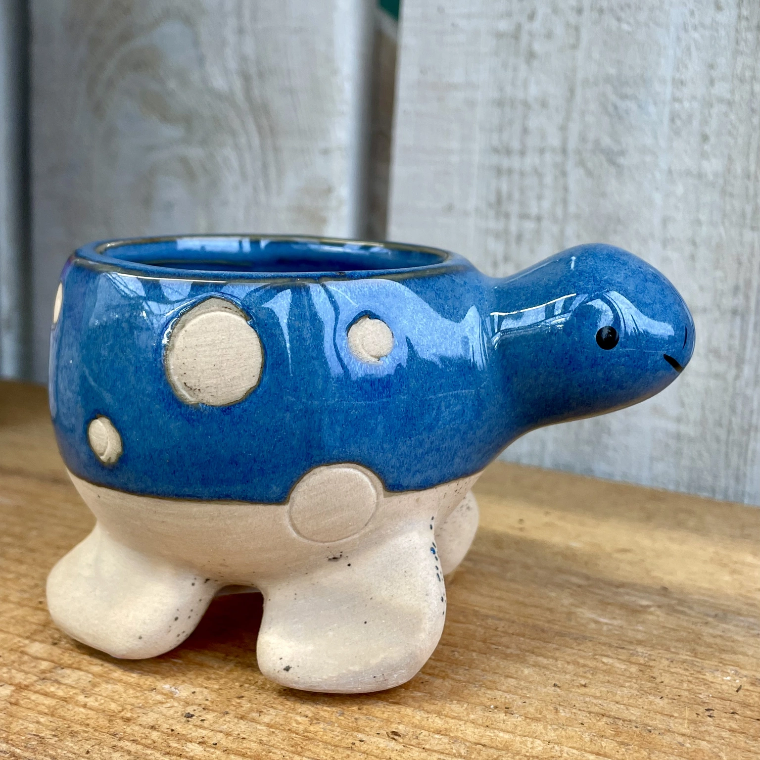 Blue Turtle Pot - ⌀ 6cm - Cowell's Garden Centre | Woolsington