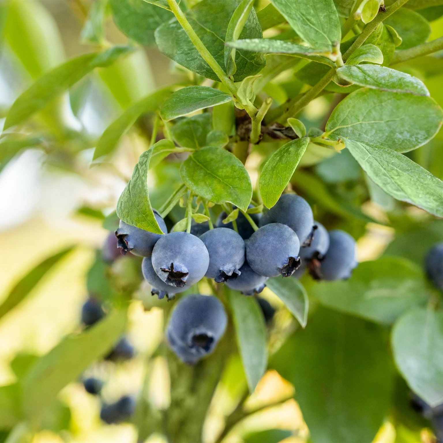 Blueberry 'Blue Jay' - Cowell's Garden Centre | Woolsington