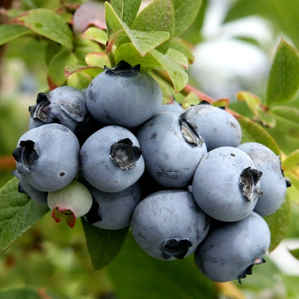 Blueberry 'Blueroma' - Cowell's Garden Centre | Woolsington
