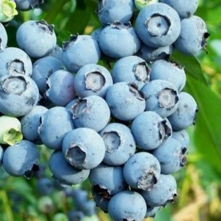 Blueberry 'Reka' 3.4L - Cowell's Garden Centre | Woolsington