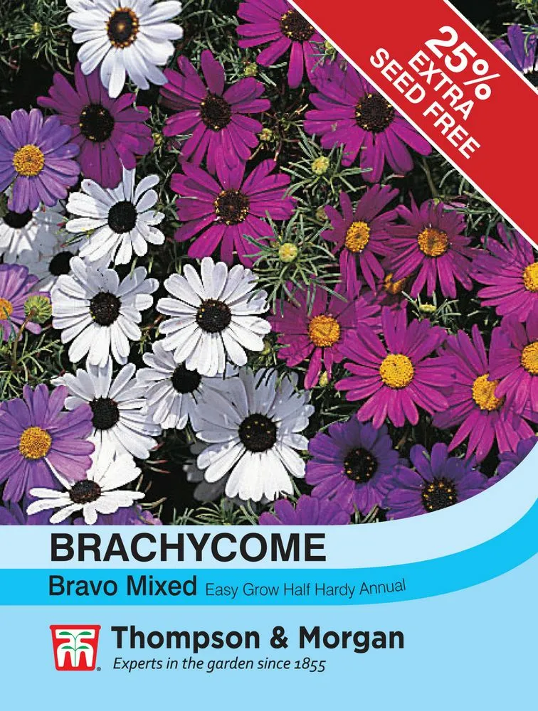 Brachycome Bravo - Cowell's Garden Centre | Woolsington