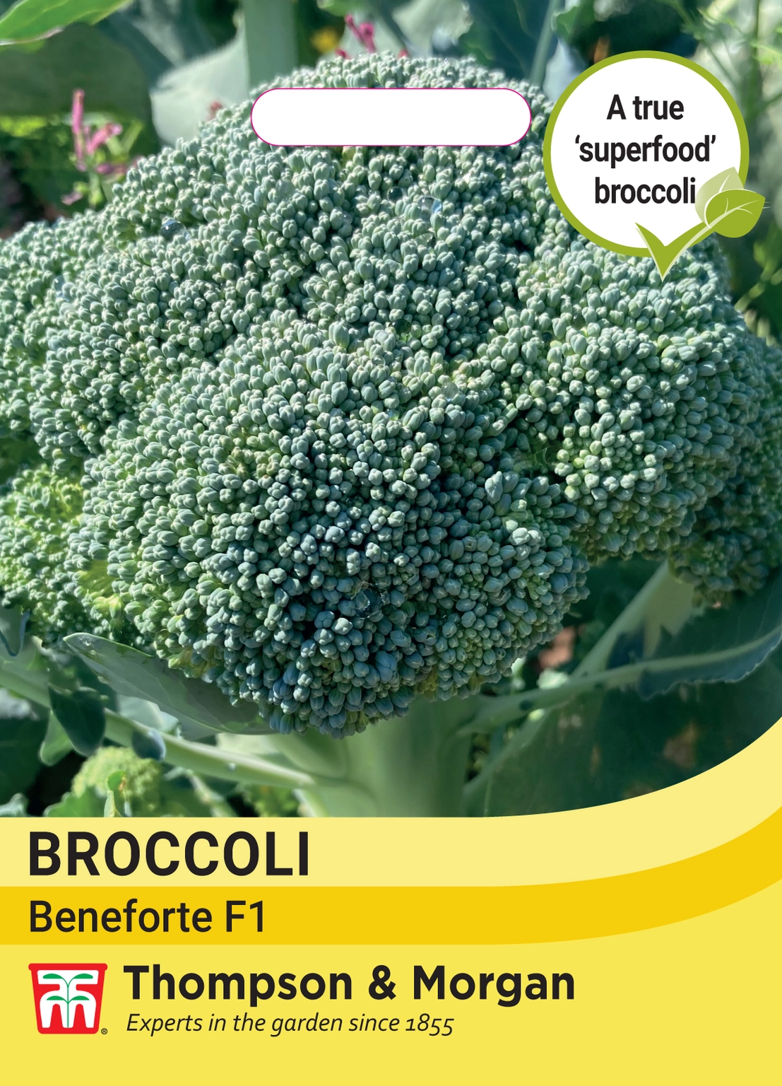 Broccoli Beneforte F1 - Cowell's Garden Centre | Woolsington