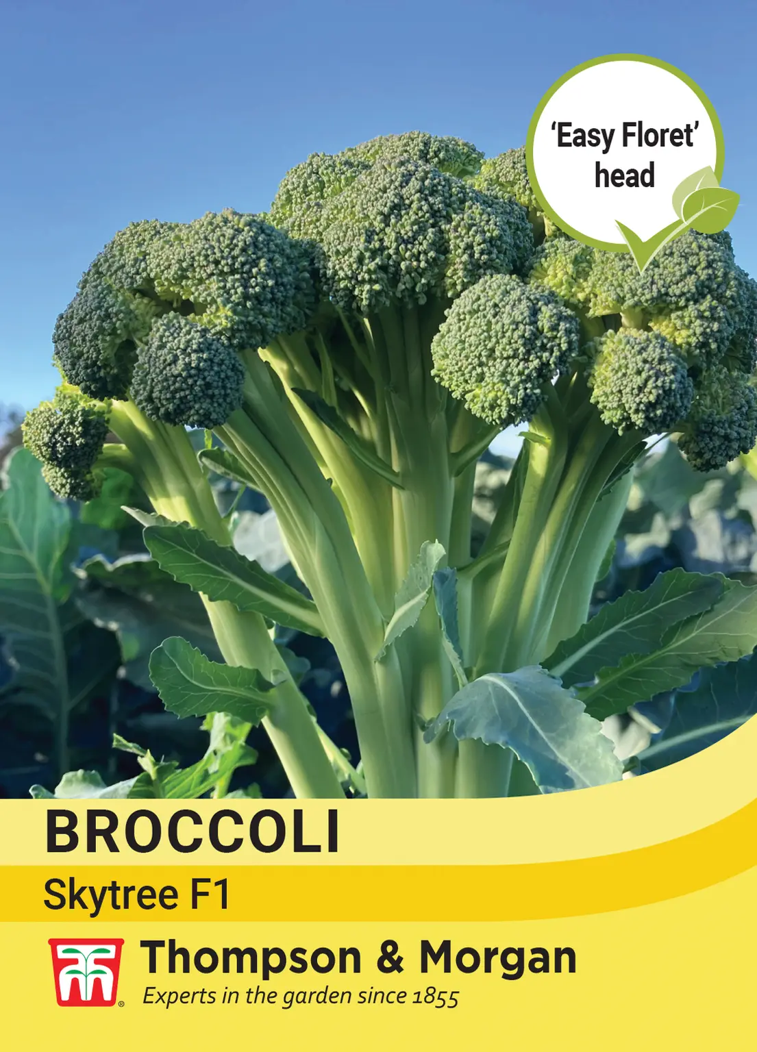 Broccoli (Easy Floret) Skytree F1 - Cowell's Garden Centre | Woolsington