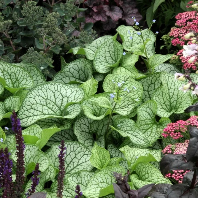 Brunnera 'Mega Heart' 1L - Cowell's Garden Centre | Woolsington