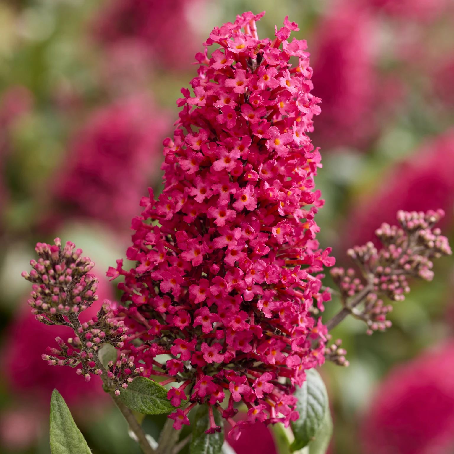 Buddleja davidii Butterfly Candy 'Little Bubblegum' 3L - Cowell's ...
