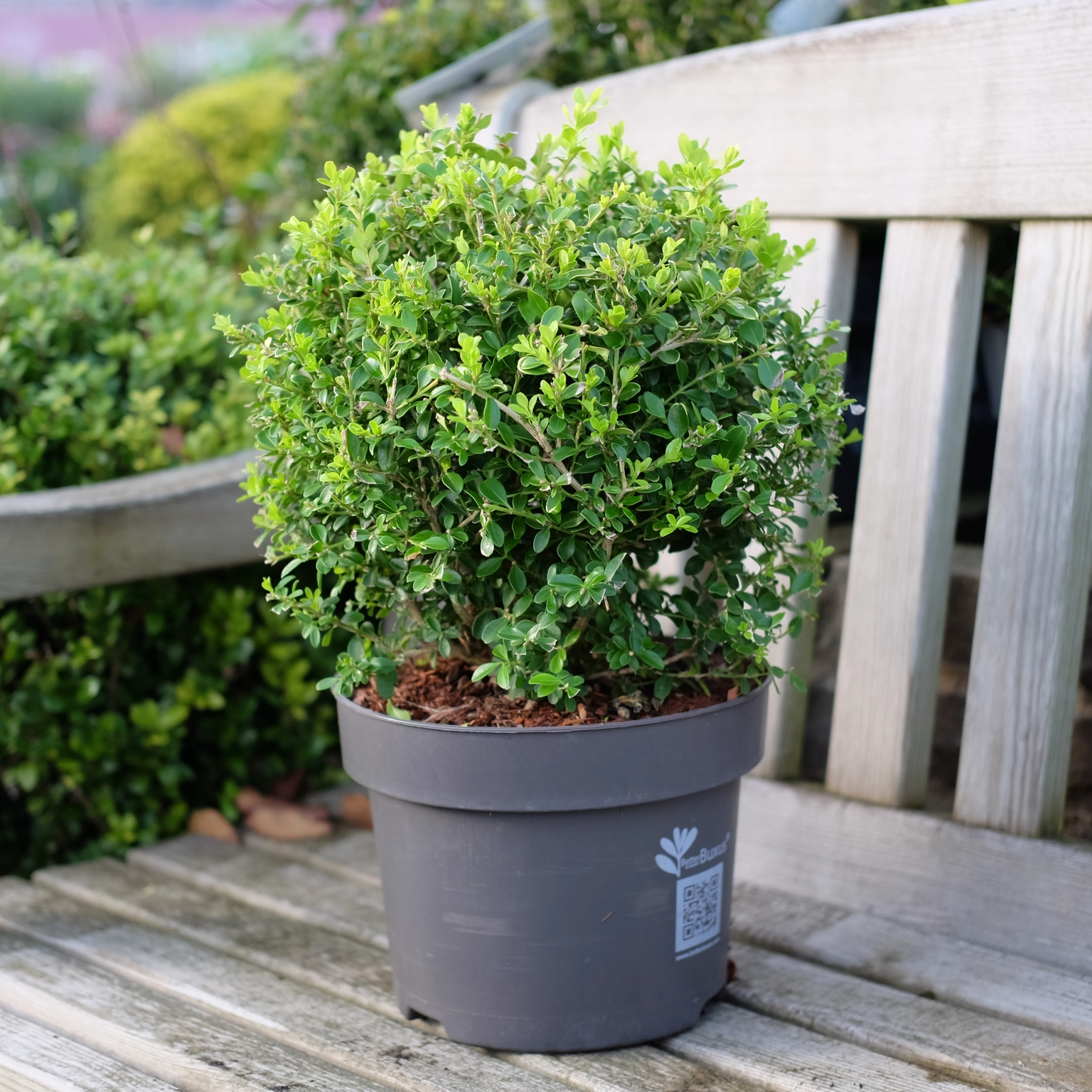 Buxus 'Babylon Beauty Glow' Ball ∅30cm - Cowell's Garden Centre ...