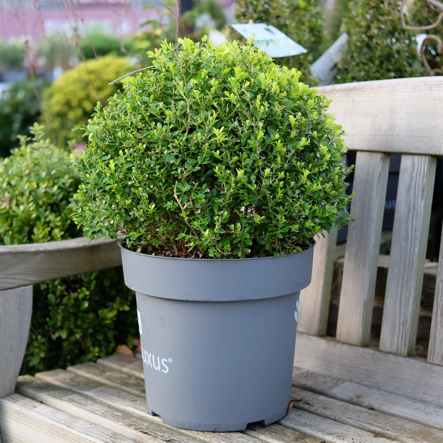 Buxus 'Babylon Beauty Glow' Ball ∅40cm - Cowell's Garden Centre ...
