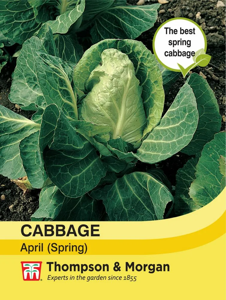 Cabbage (Spring) April - Cowell's Garden Centre | Woolsington