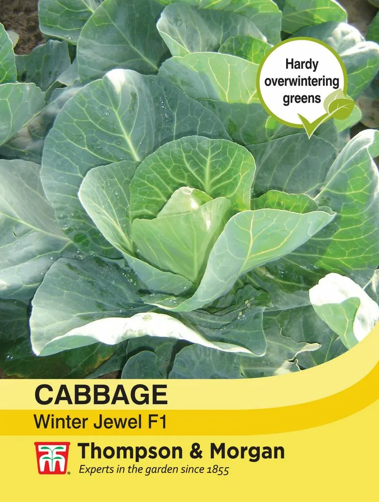 Cabbage Winter Jewel F1 - Cowell's Garden Centre | Woolsington