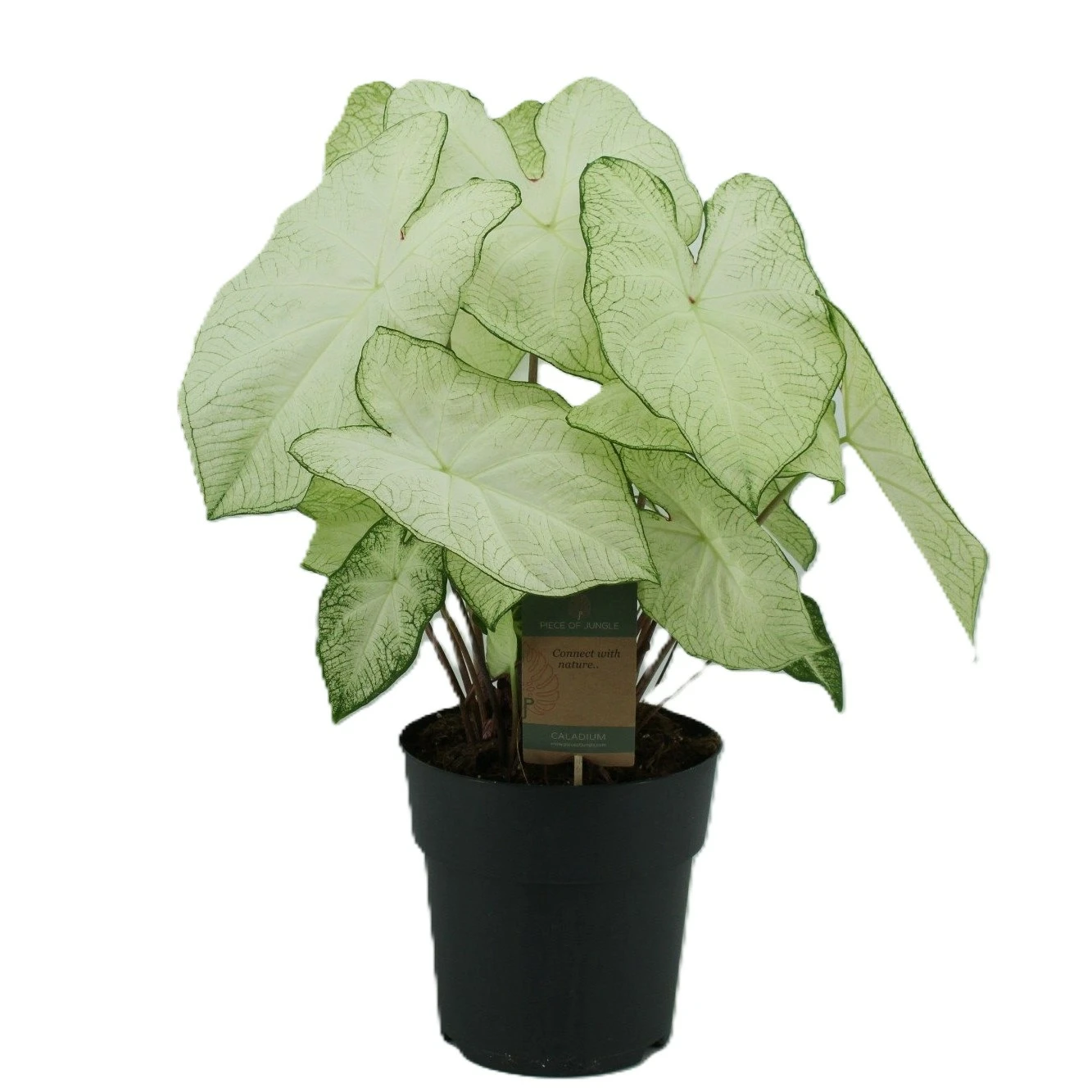 Caladium 'Florida Moonlight' - Cowell's Garden Centre | Woolsington
