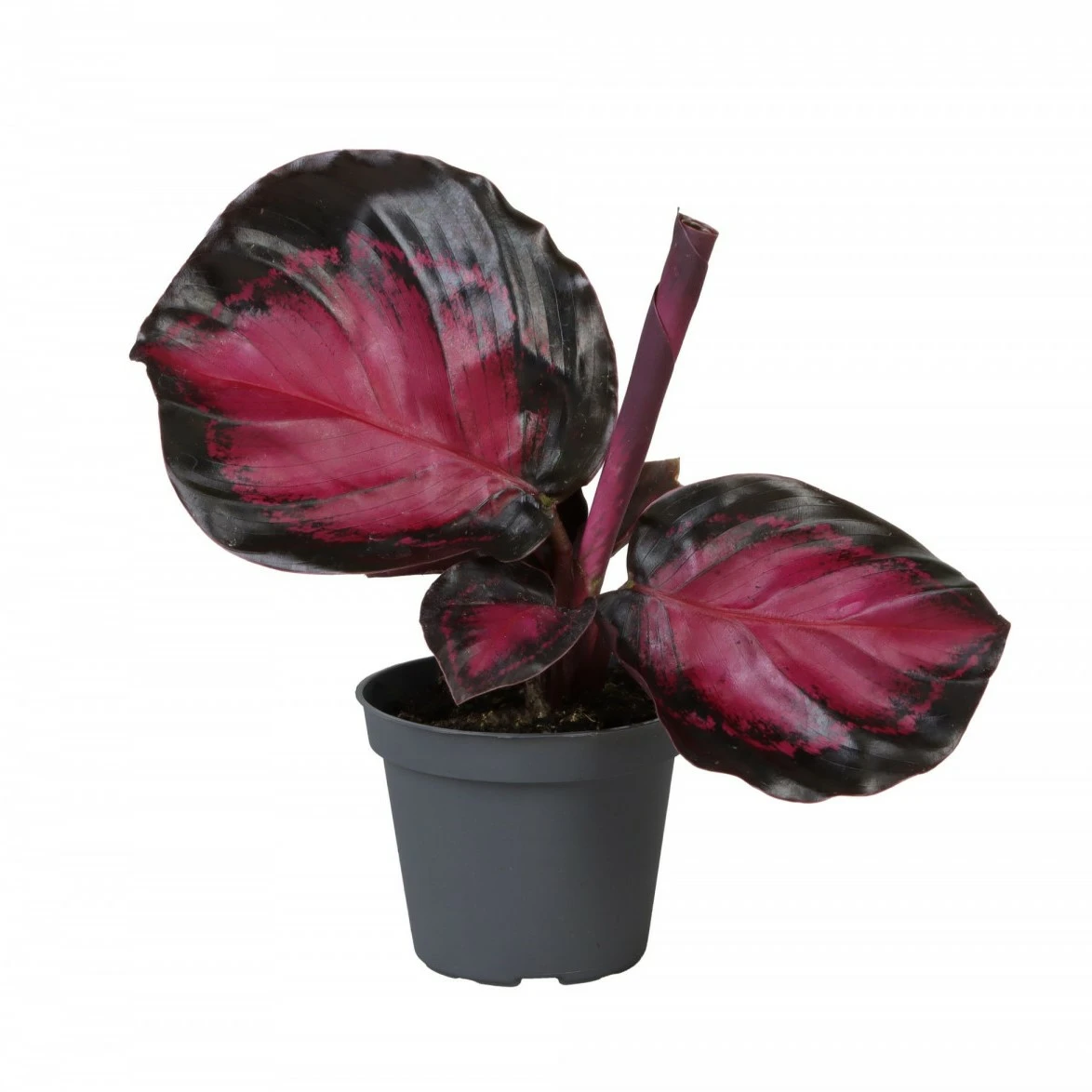 Calathea picturata 'Crimson' 6cm - Cowell's Garden Centre | Woolsington