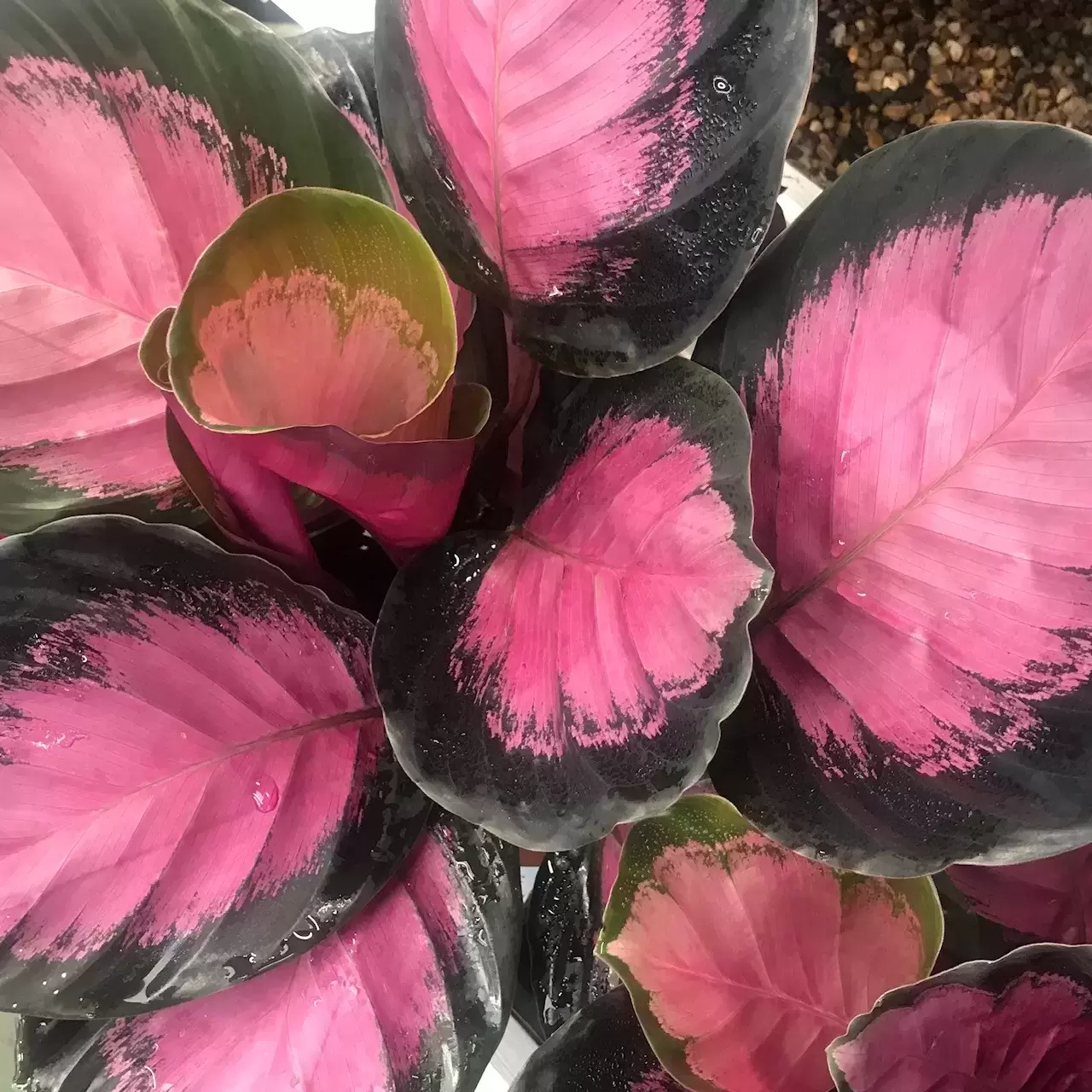 Calathea picturata 'Crimson' 14cm - Cowell's Garden Centre | Woolsington