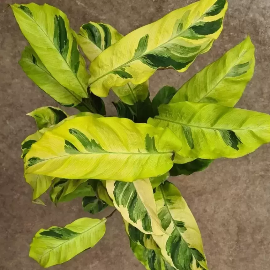 Calathea 'Fusion Yellow' 11cm - Cowell's Garden Centre | Woolsington