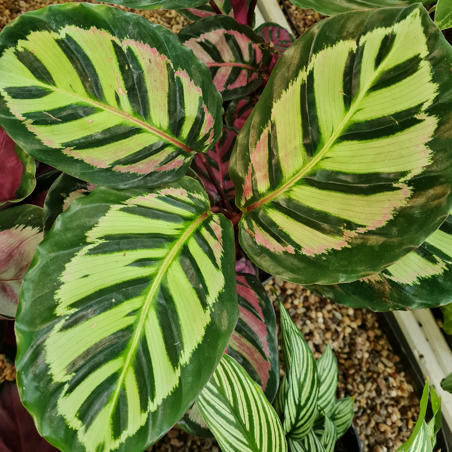 Calathea roseopicta 'Cora' 12cm - Cowell's Garden Centre | Woolsington