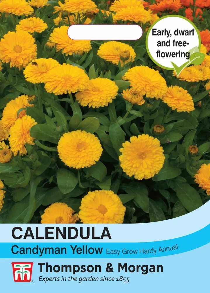Calendula Candyman Yellow Seeds - Cowell's Garden Centre | Woolsington