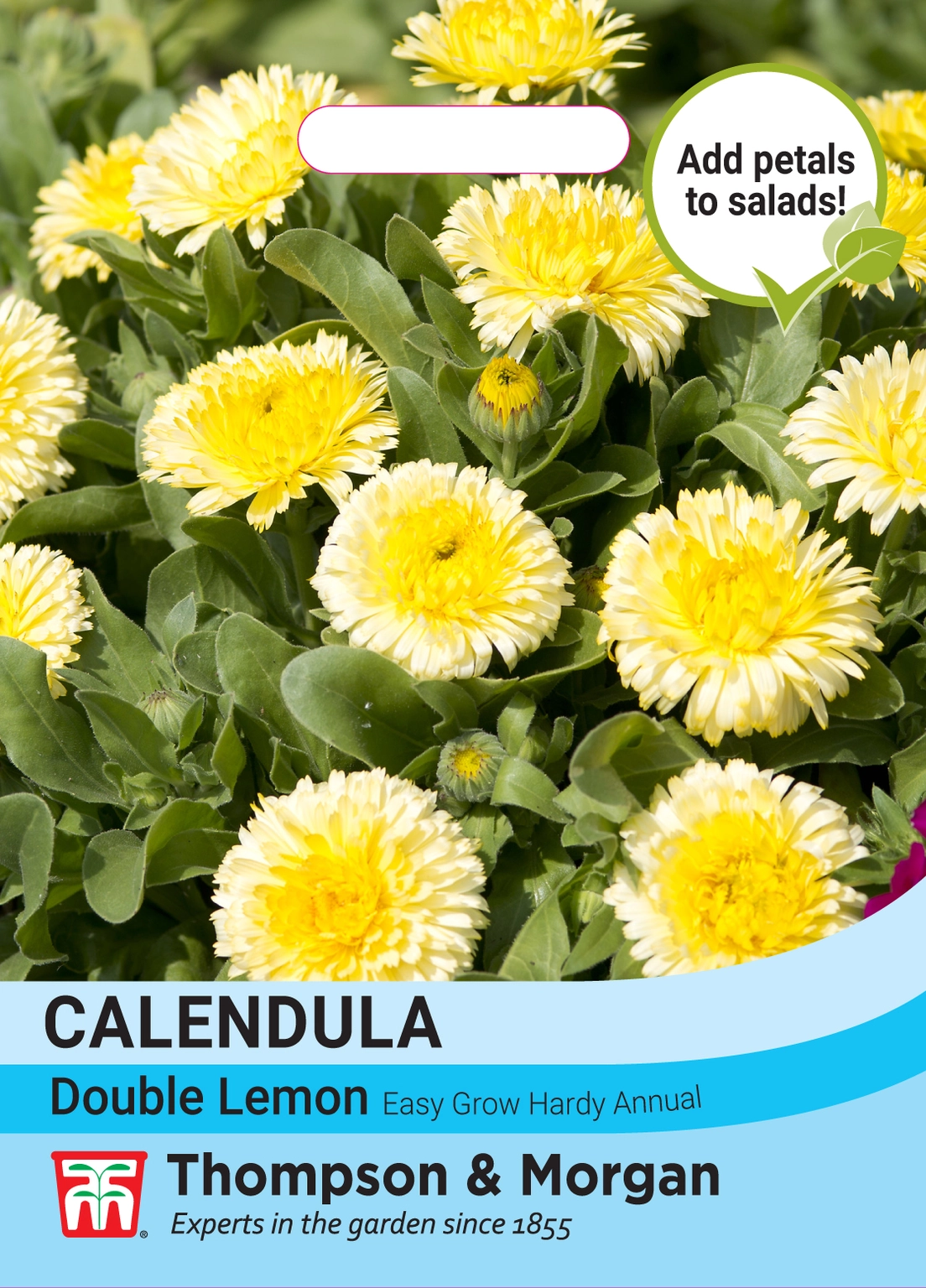 Calendula Double Lemon - Cowell's Garden Centre | Woolsington