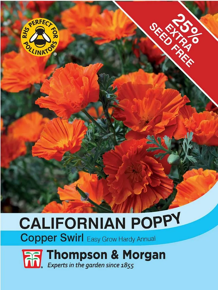 Californian Poppy Copper Swirl - Cowell's Garden Centre | Woolsington