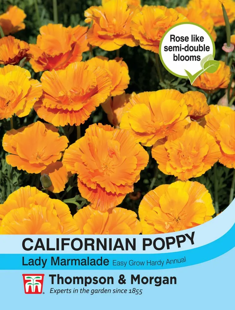 Californian Poppy Lady Marmalade - Cowell's Garden Centre | Woolsington