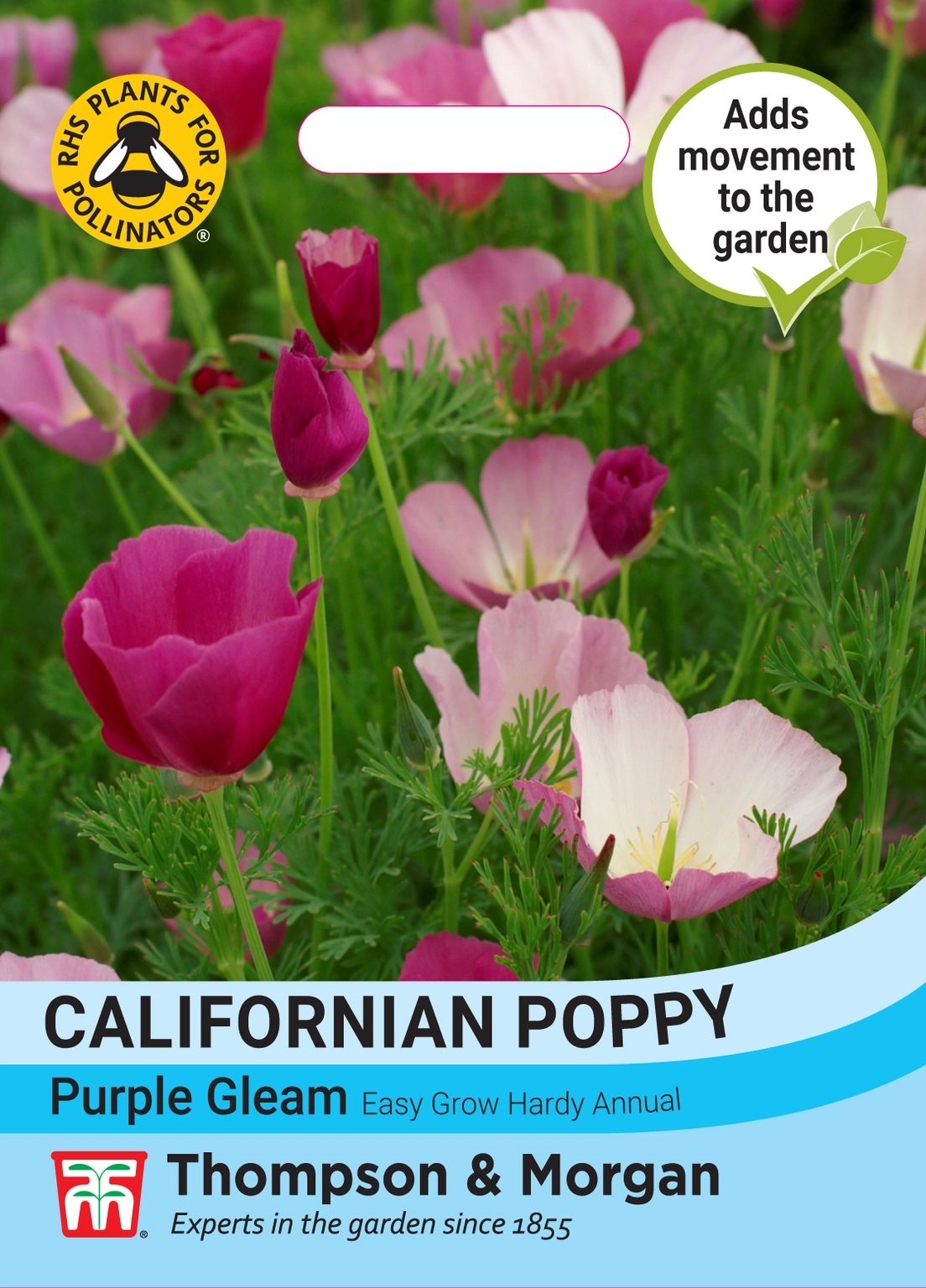 Californian Poppy Purple Gleam - Cowell's Garden Centre | Woolsington