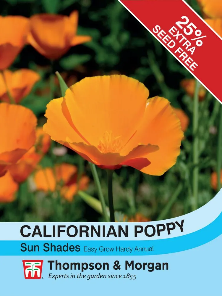 Californian Poppy Sun Shades - Cowell's Garden Centre | Woolsington
