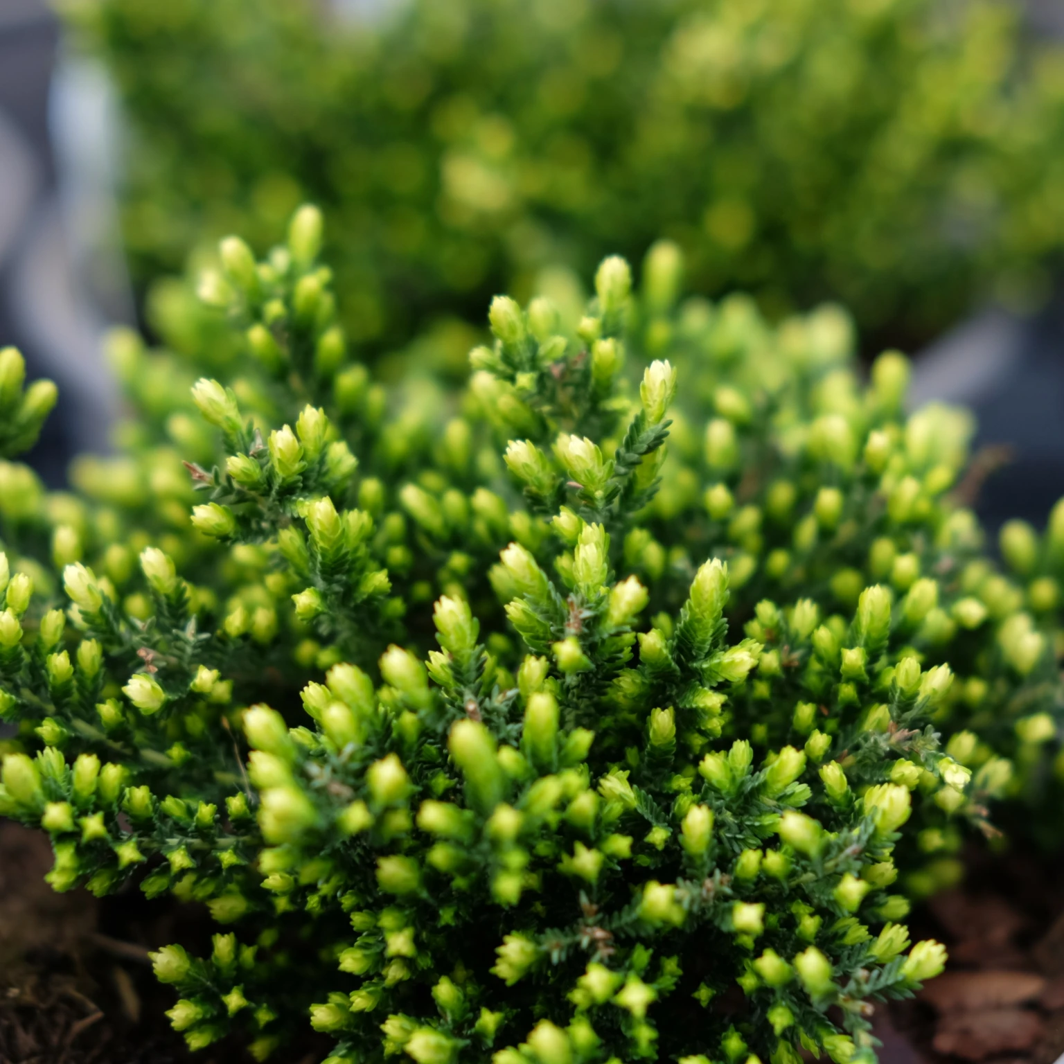 Calluna vulgaris 'Reini' 1L - Cowell's Garden Centre | Woolsington