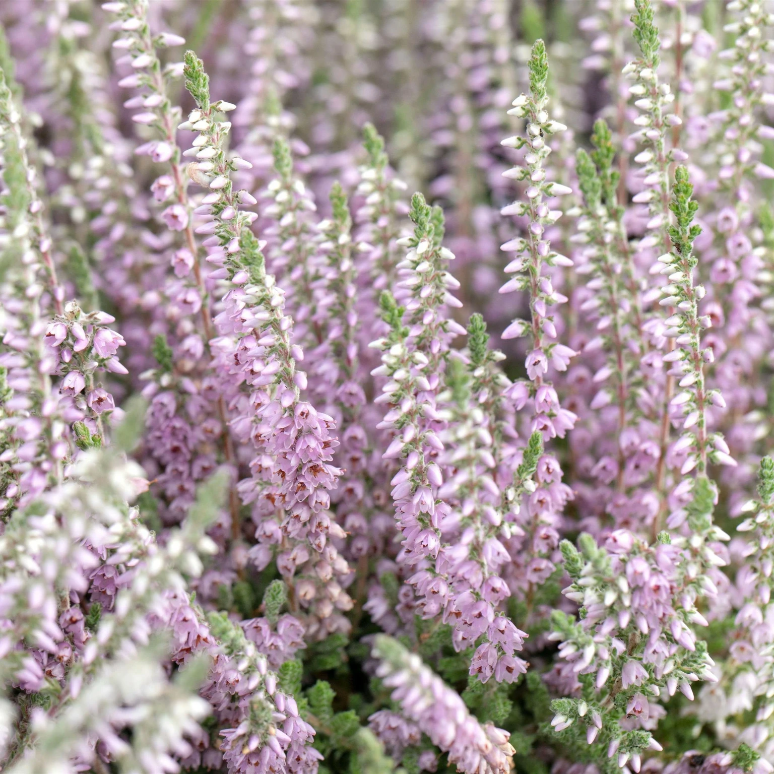 Calluna vulgaris 'Silver Knight' 1L - Cowell's Garden Centre | Woolsington