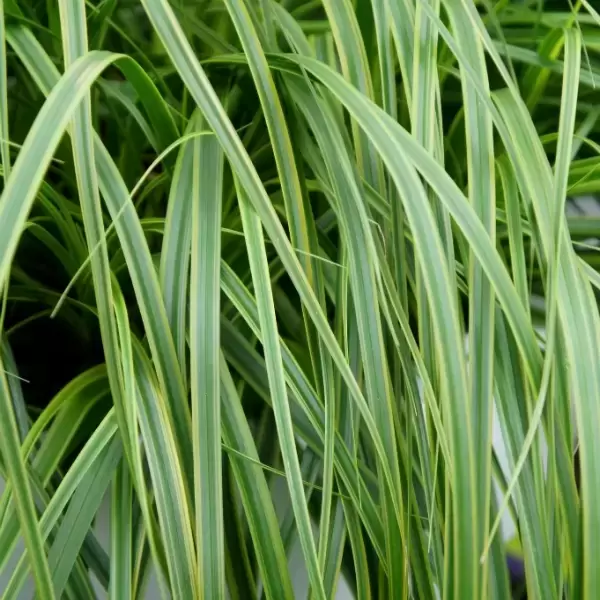 Carex oshimensis EverColor 'Everlime' 2L - Cowell's Garden Centre ...