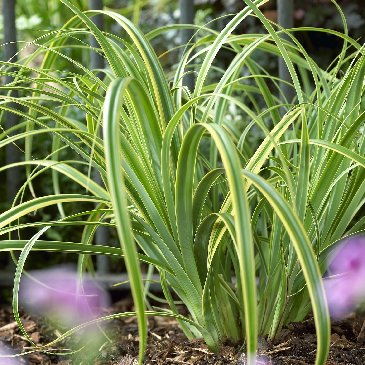Carex trifida 'Rekohu Sunrise' - Cowell's Garden Centre | Woolsington