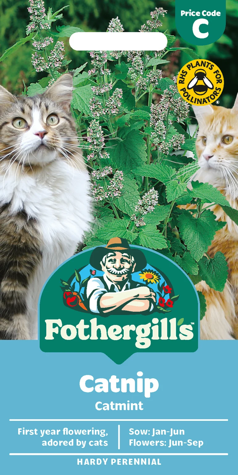 Catmint Catnip Seeds - Cowell's Garden Centre | Woolsington