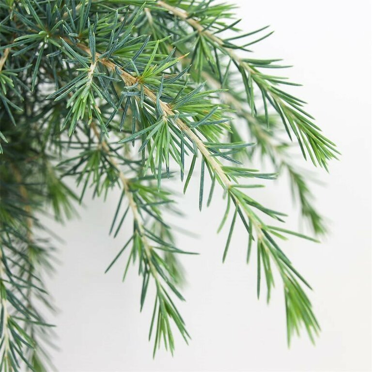 Cedrus - Cowell's Garden Centre | Woolsington