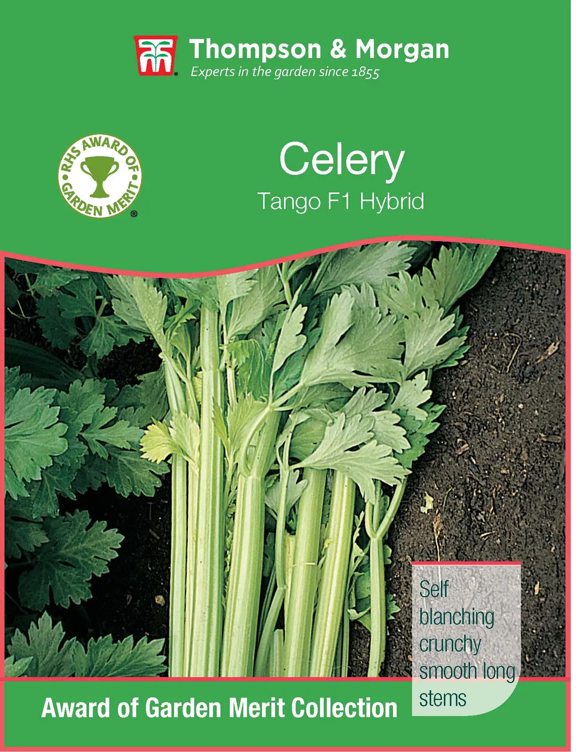 Celery Tango F1 - Cowell's Garden Centre | Woolsington