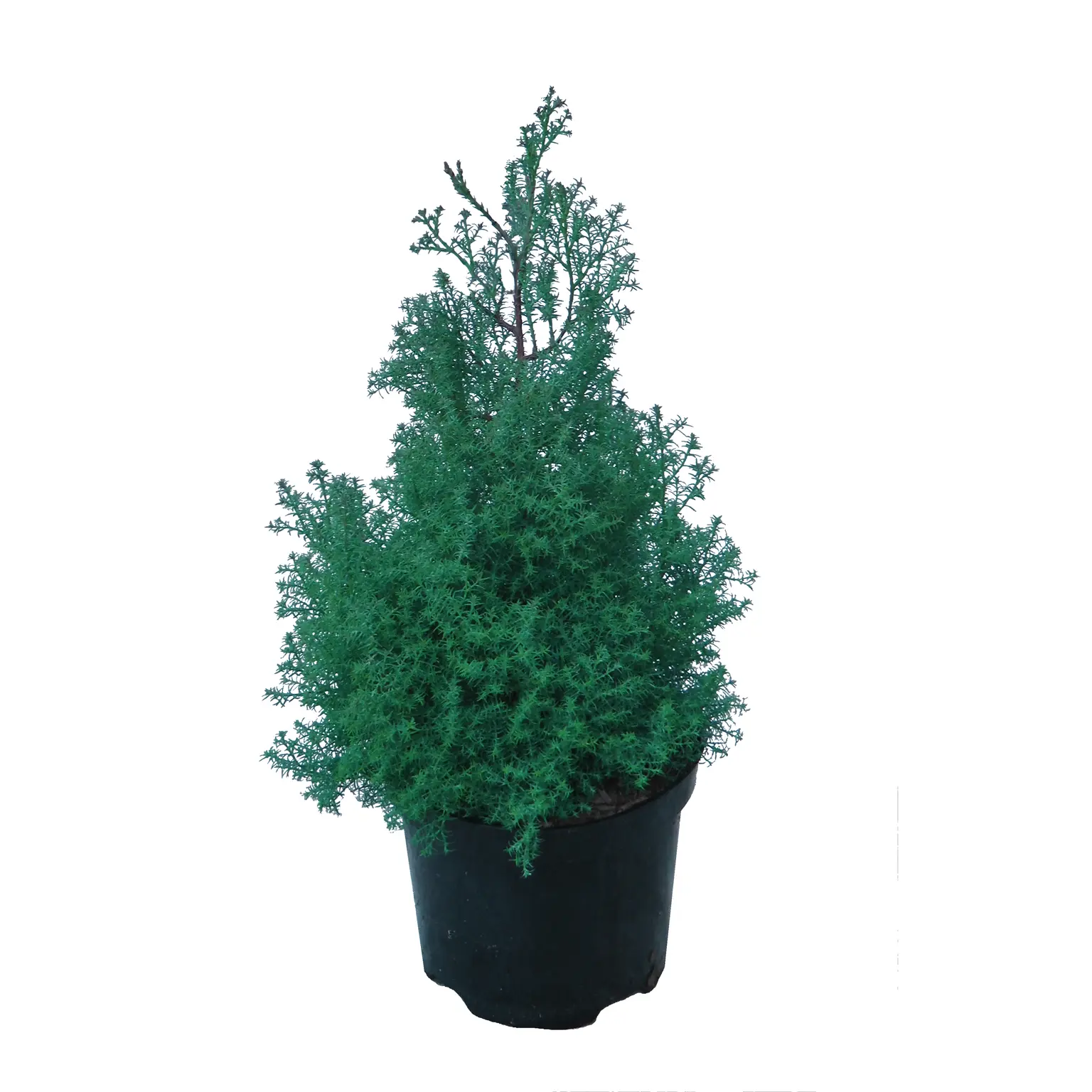 Chamaecyparis obtusa 'Blue Feather' 3L - Cowell's Garden Centre ...