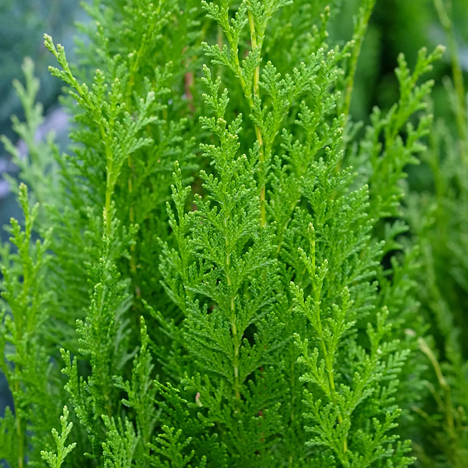 Chamaecyparis lawsoniana 'Green Pillar' 1L - Cowell's Garden Centre ...