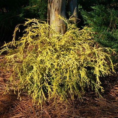 Chamaecyparis pisifera 'Paul's Gold' 3L - Cowell's Garden Centre ...