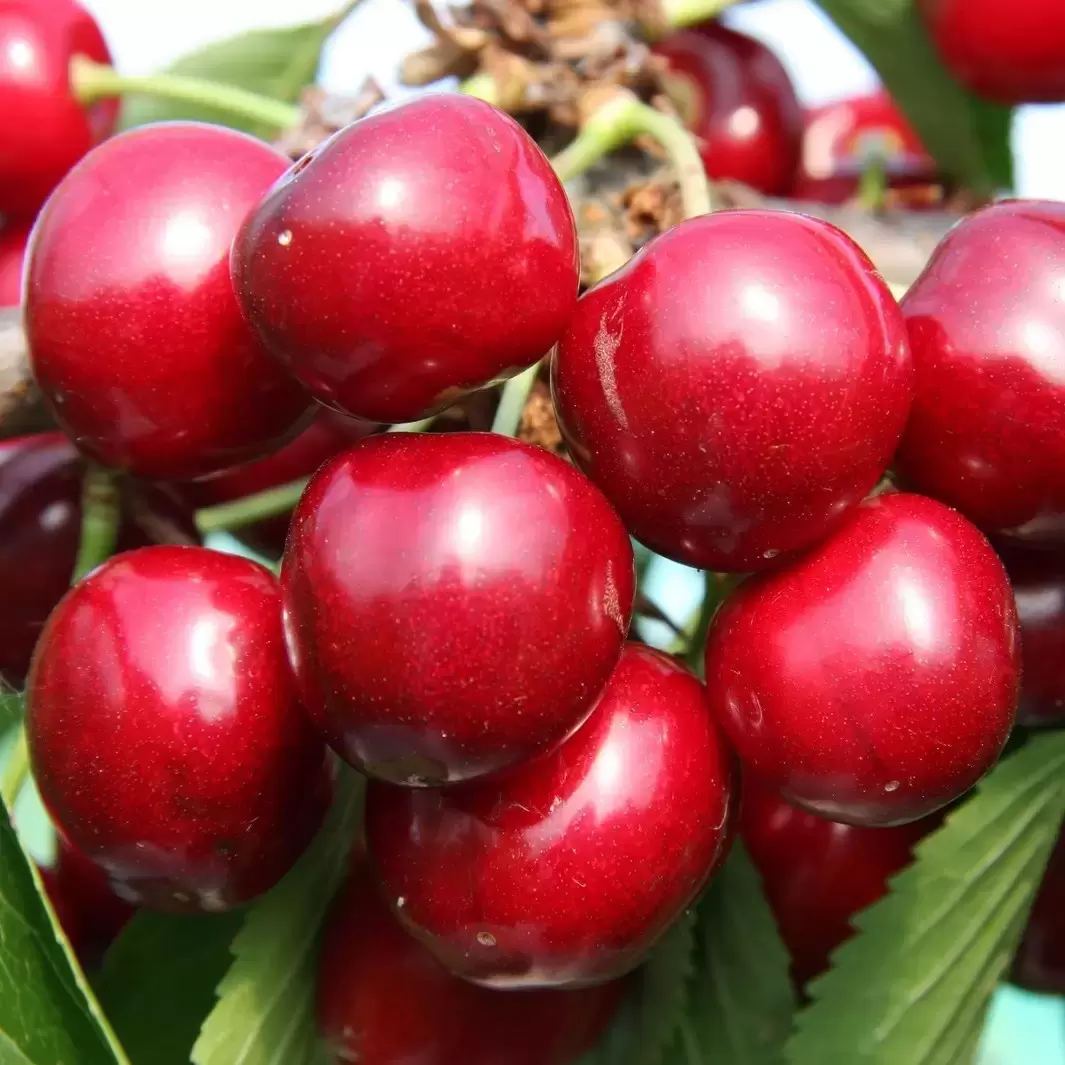 Cherry 'Sunburst' Colt - Fan Trained - Cowell's Garden Centre | Woolsington