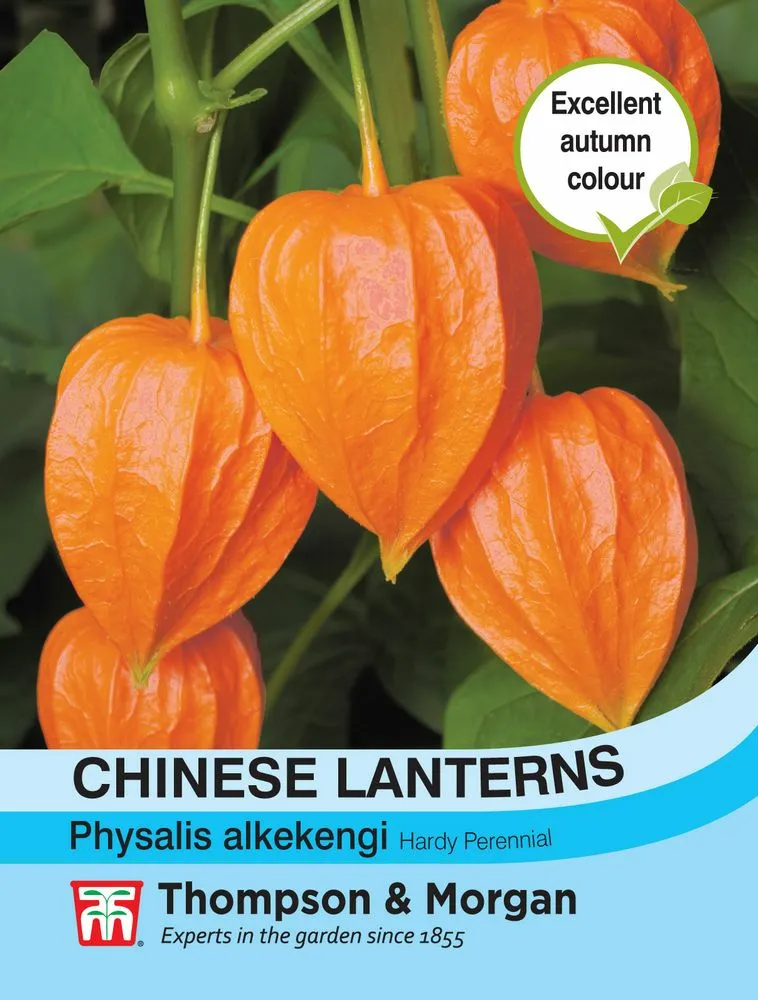 Chinese Lanterns (Physalis gigantea) - Cowell's Garden Centre | Woolsington