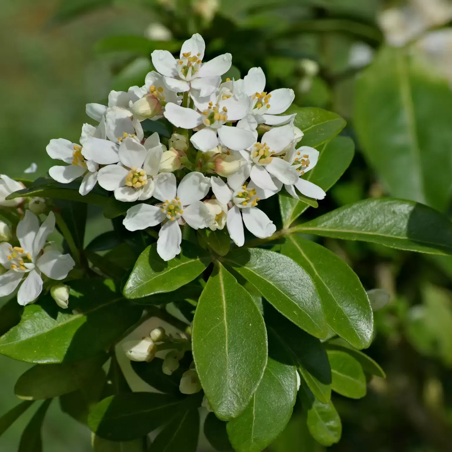 Choisya ternata 3L - Cowell's Garden Centre | Woolsington