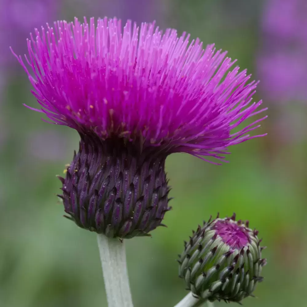 Cirsium 'Trevor's Blue Wonder' - Cowell's Garden Centre | Woolsington