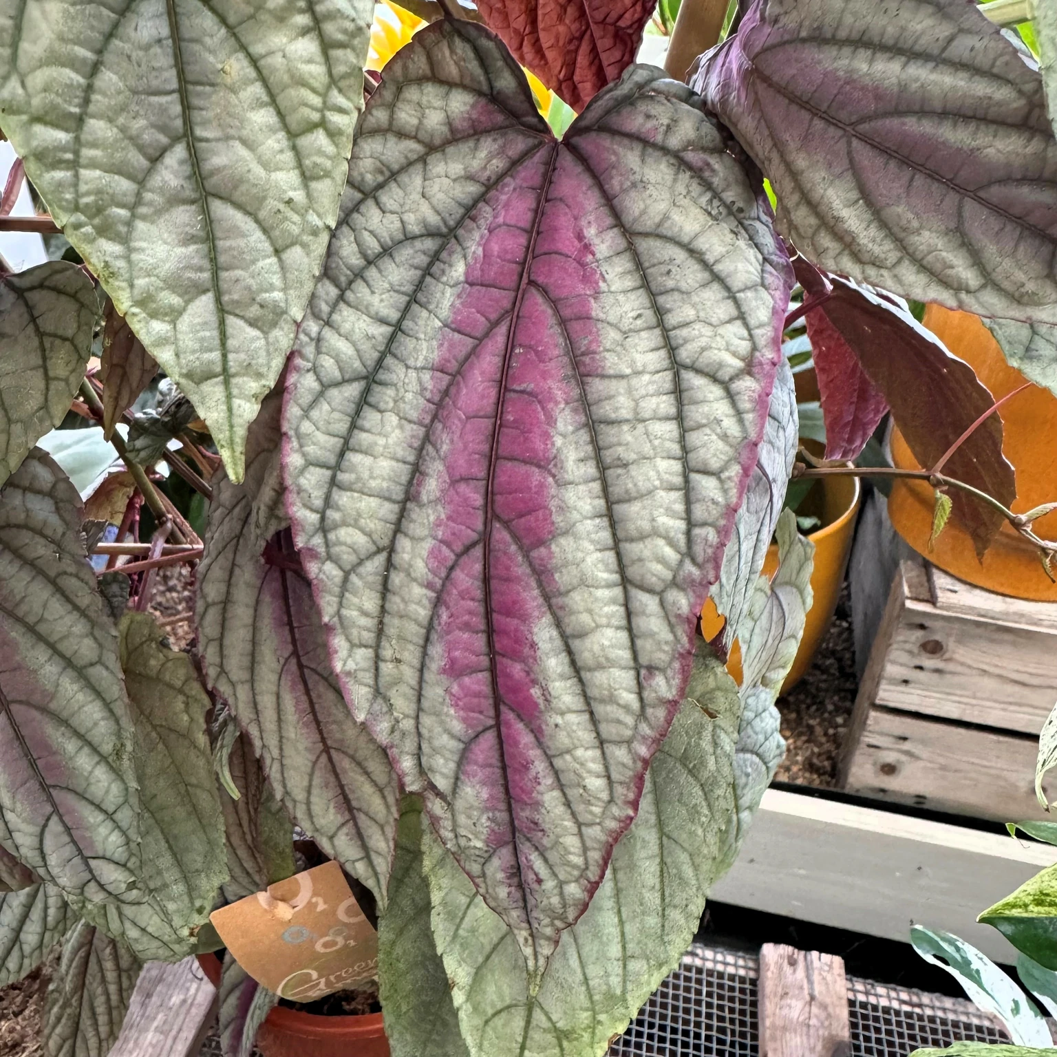 Cissus 'Violet Vine' - Cowell's Garden Centre | Woolsington